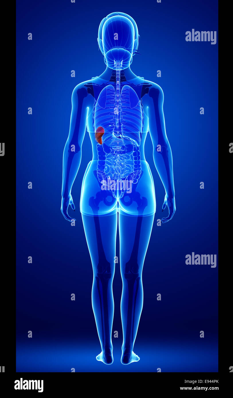 Illustration of Female spleen anatomy Stock Photo - Alamy