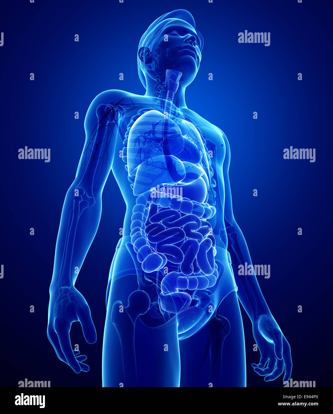 Illustration of x ray male digestive system Stock Photo - Alamy