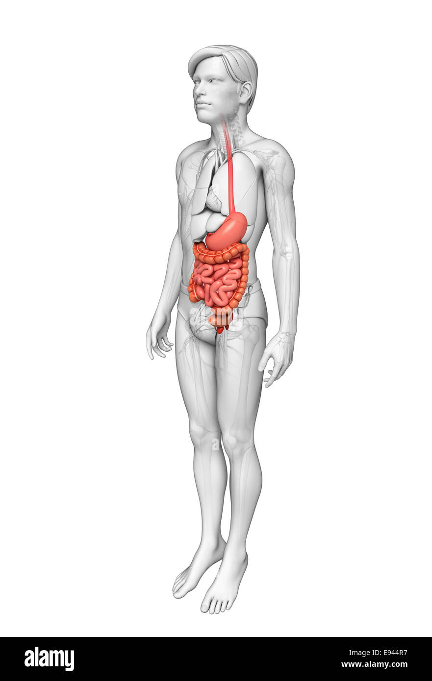 Small large intestine illustration Cut Out Stock Images & Pictures - Alamy