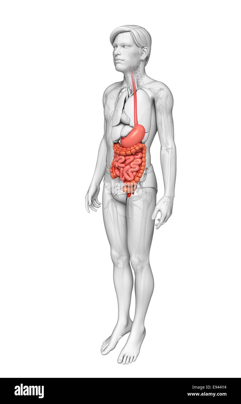 Illustration of male small intestine anatomy Stock Photo - Alamy
