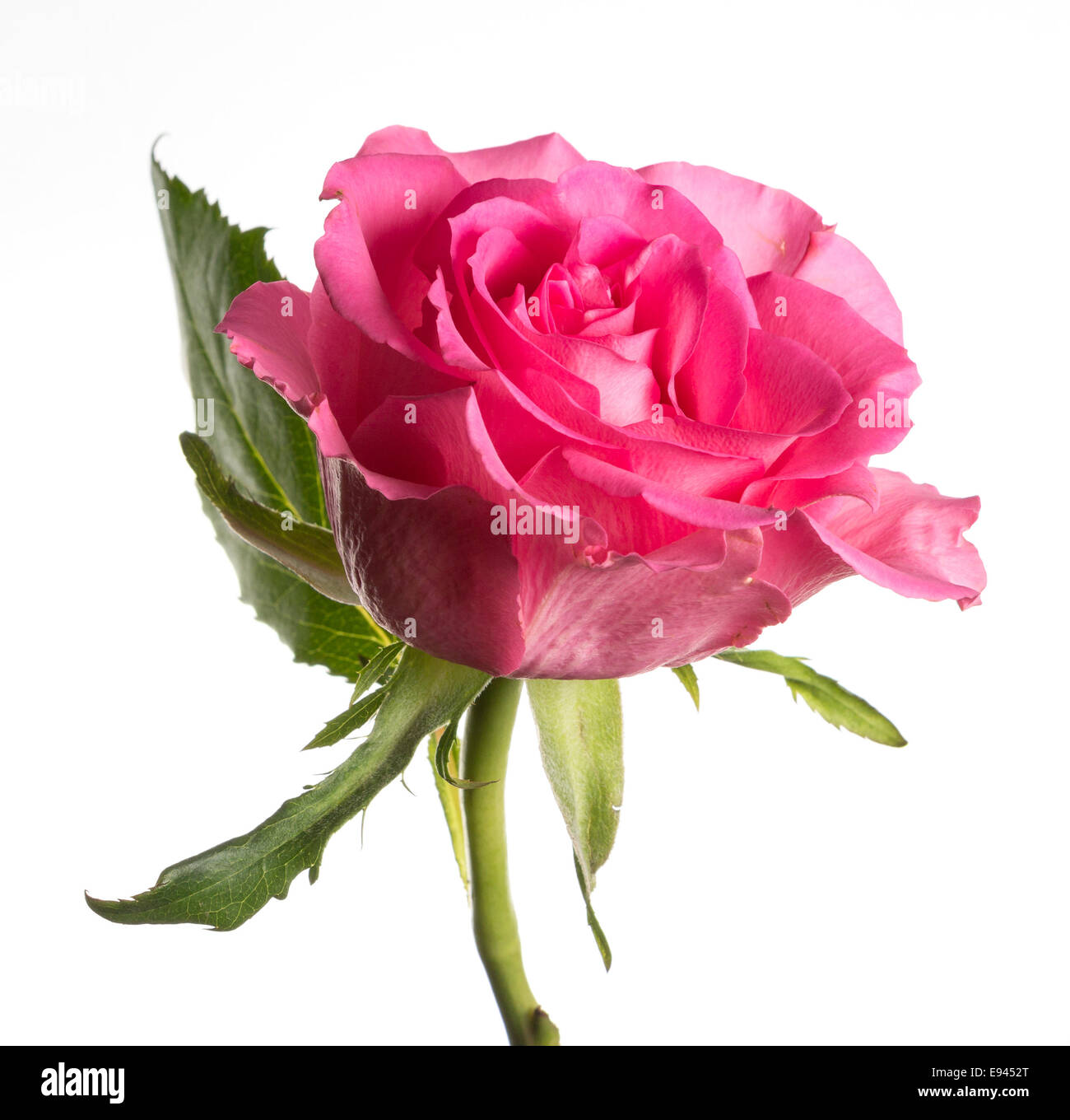cutout of a pink rose Stock Photo - Alamy