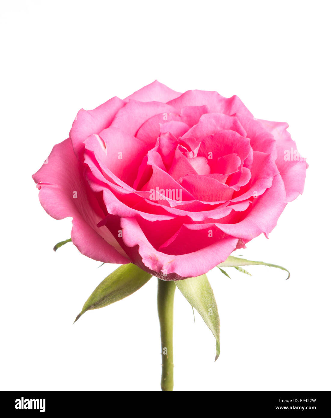 cutout of a pink rose Stock Photo - Alamy