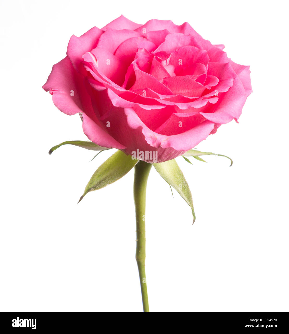 Rose cutout hi-res stock photography and images - Alamy