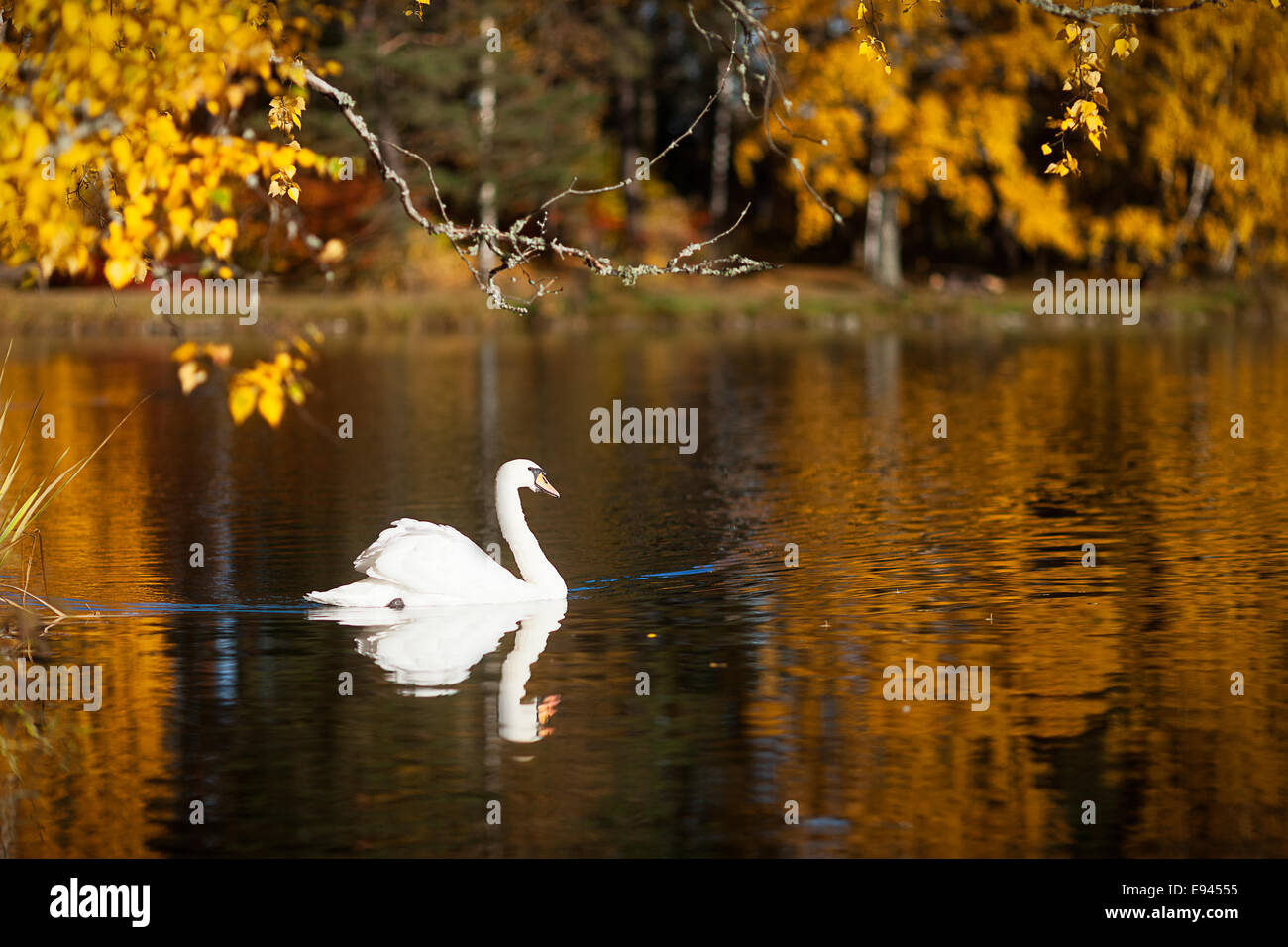 Single swan swimming on a lake in vibrant autumn colors in Finland ...