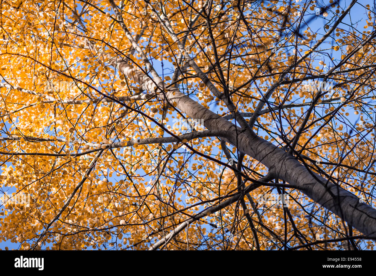 Beautiful autumn tree in the fall colors in Finland Stock Photo - Alamy