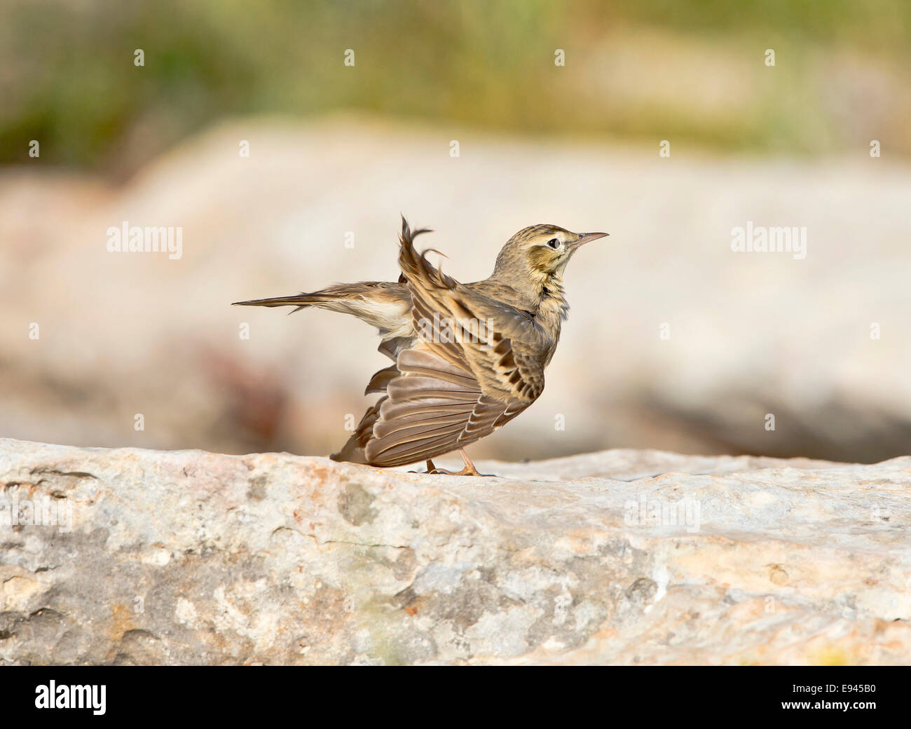 Western palearctic pipit hi-res stock photography and images - Alamy