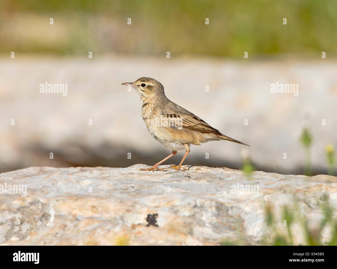 Pipits of europe hi-res stock photography and images - Alamy
