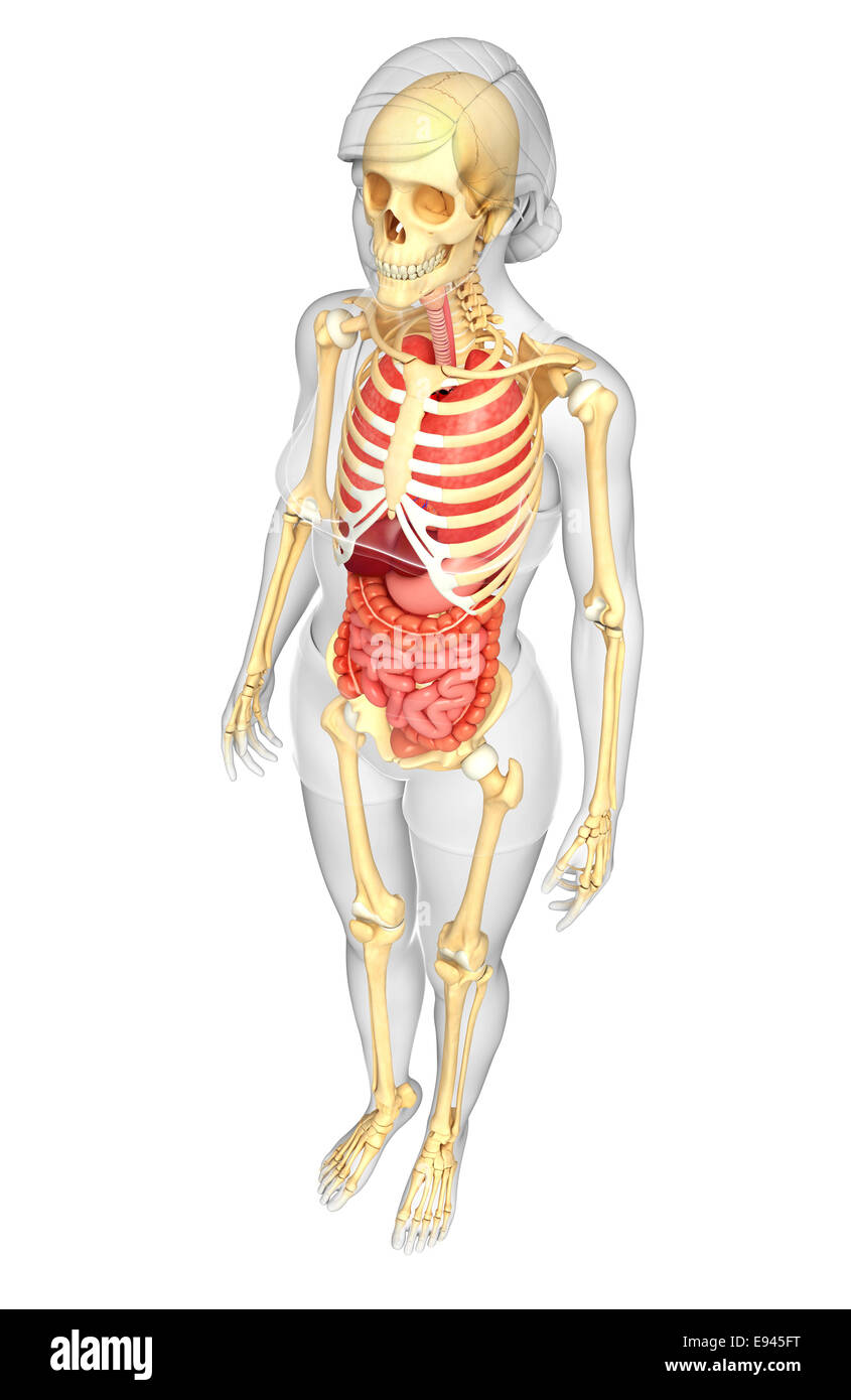 Illustration of female skeleton digestive system Stock Photo - Alamy