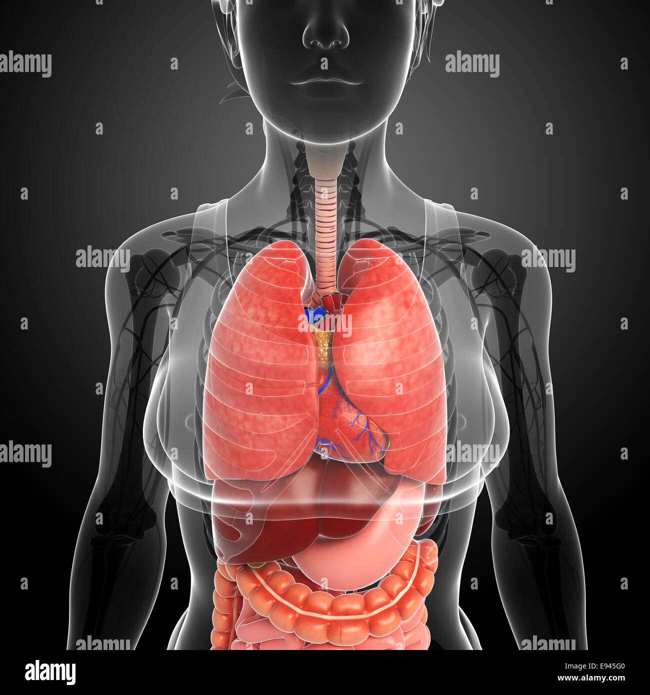 Illustration of female digestive system Stock Photo - Alamy