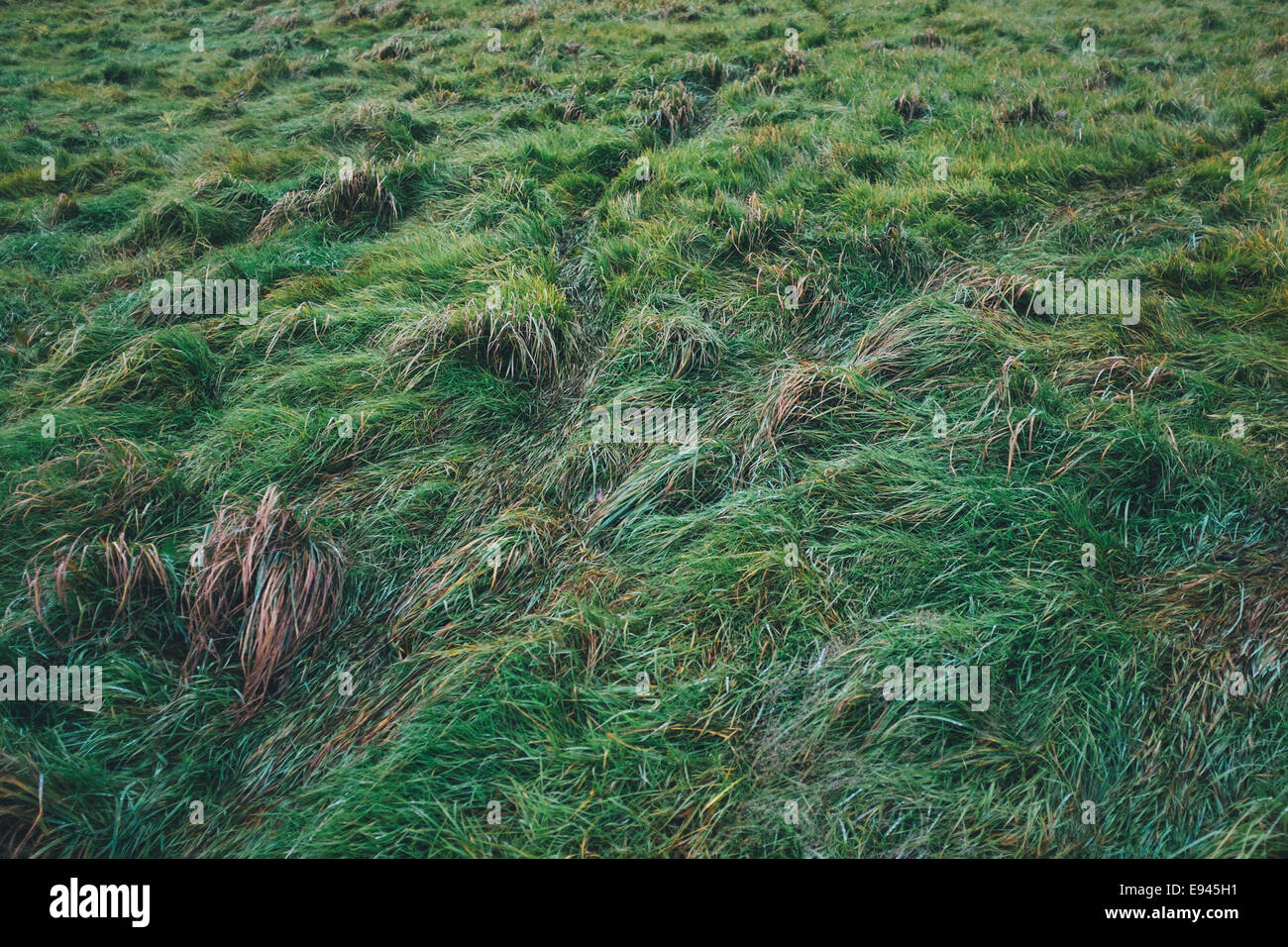 Trampled grass hi-res stock photography and images - Alamy