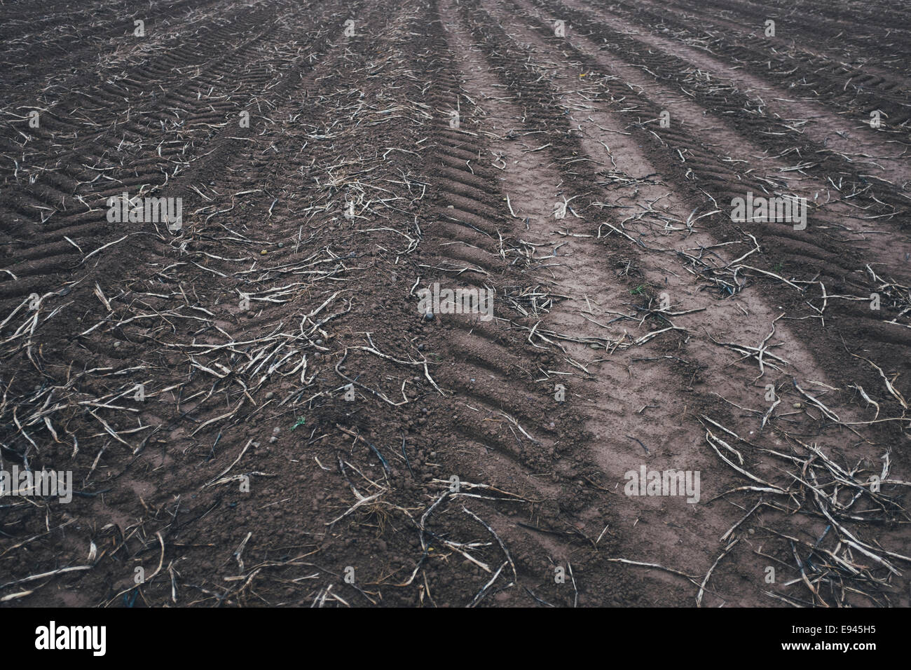 Muddy tracks in field Stock Photo - Alamy