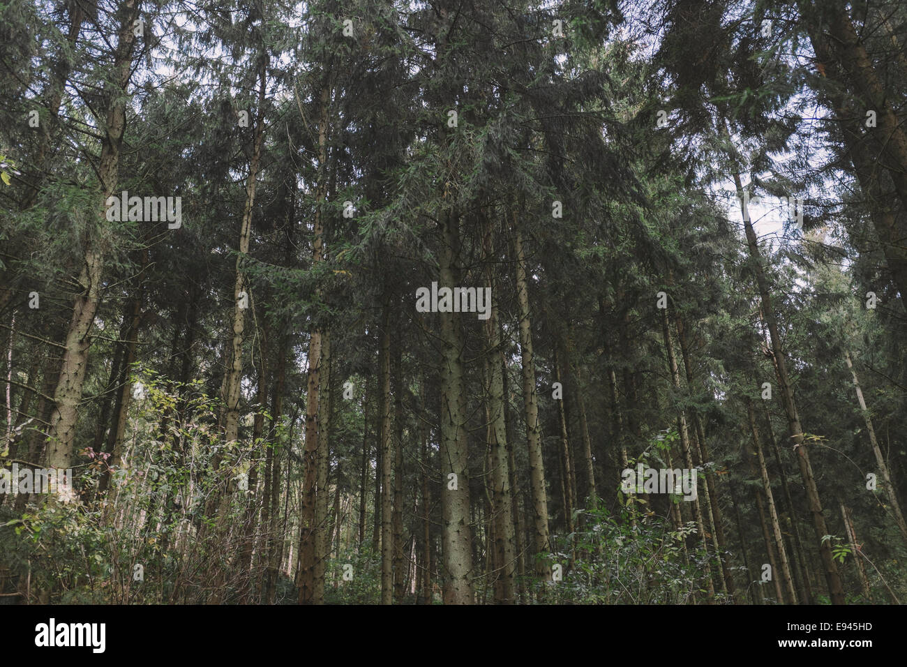 Pine tree forest Stock Photo - Alamy