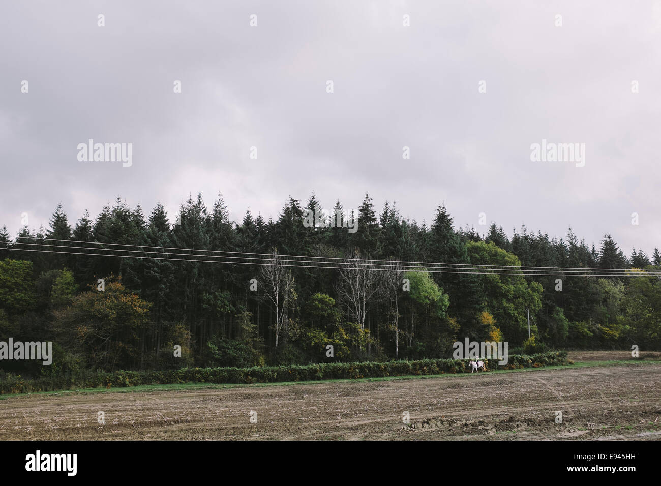 Muddy horse rider hi-res stock photography and images - Alamy