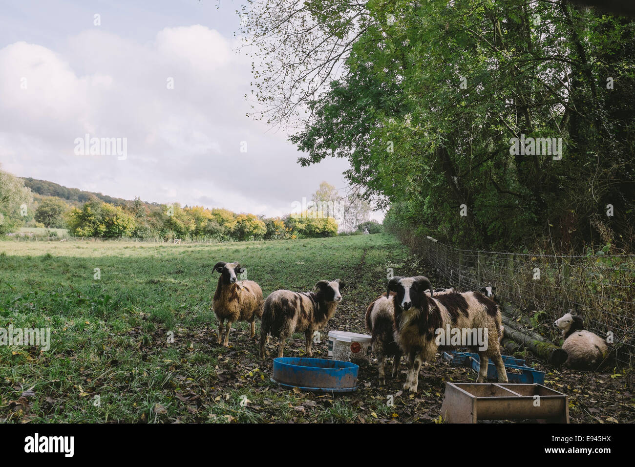 sheep feeding farm field countryside food eating animals Stock Photo ...
