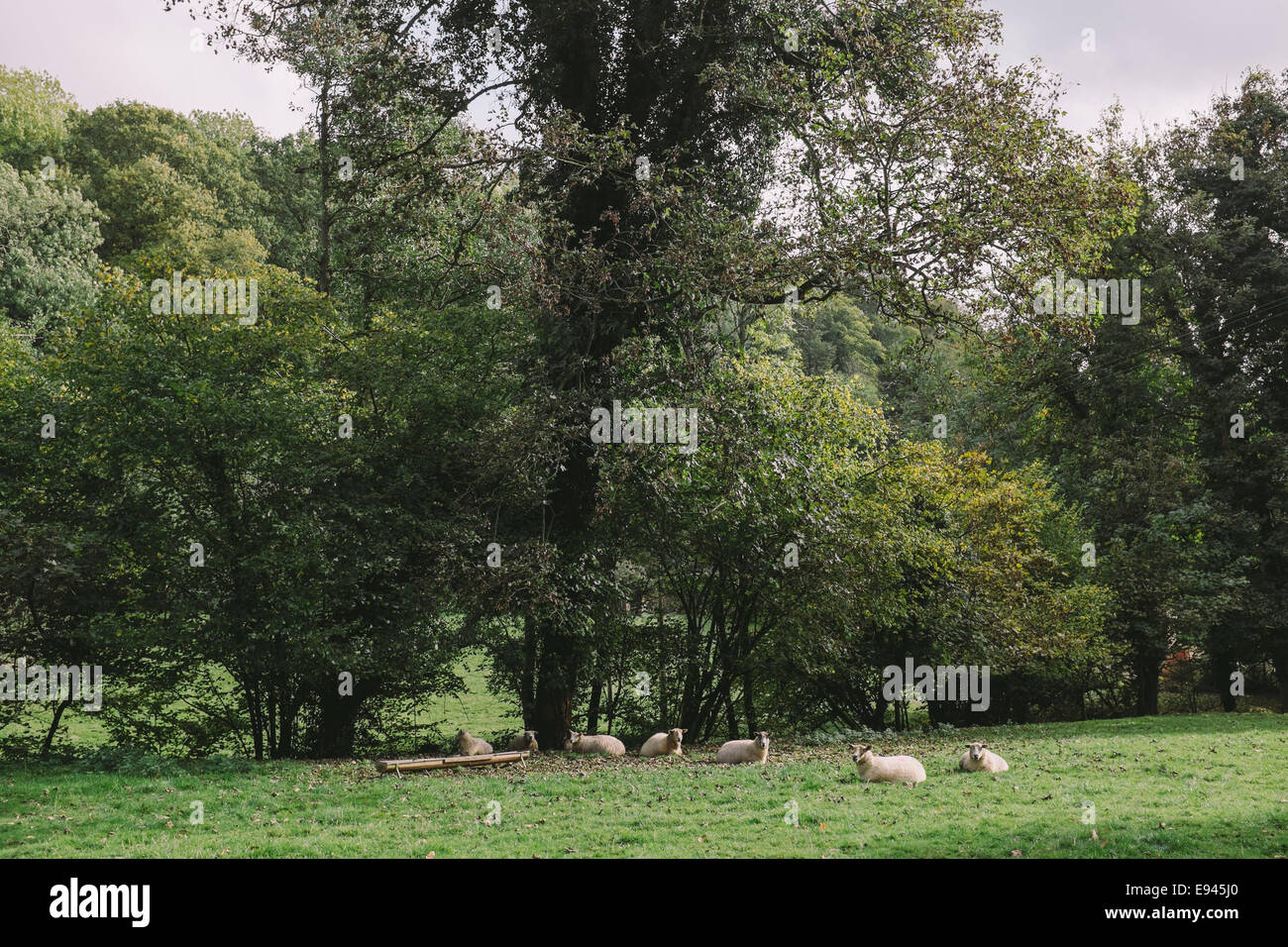 Sheep under a tree in a field Stock Photo - Alamy