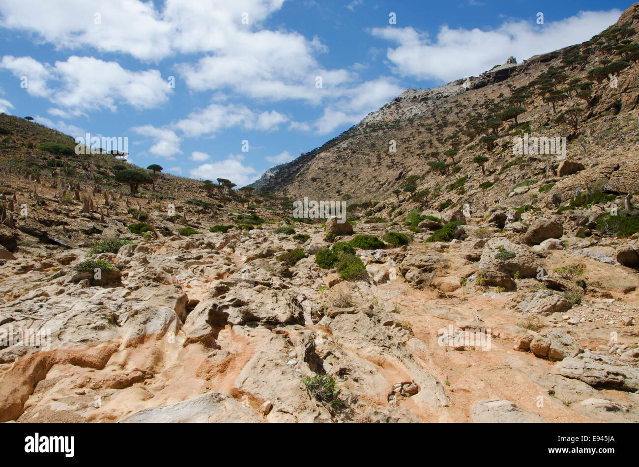 Socotra, Yemen: overview of the Dragon Blood Trees forest in Homhil ...