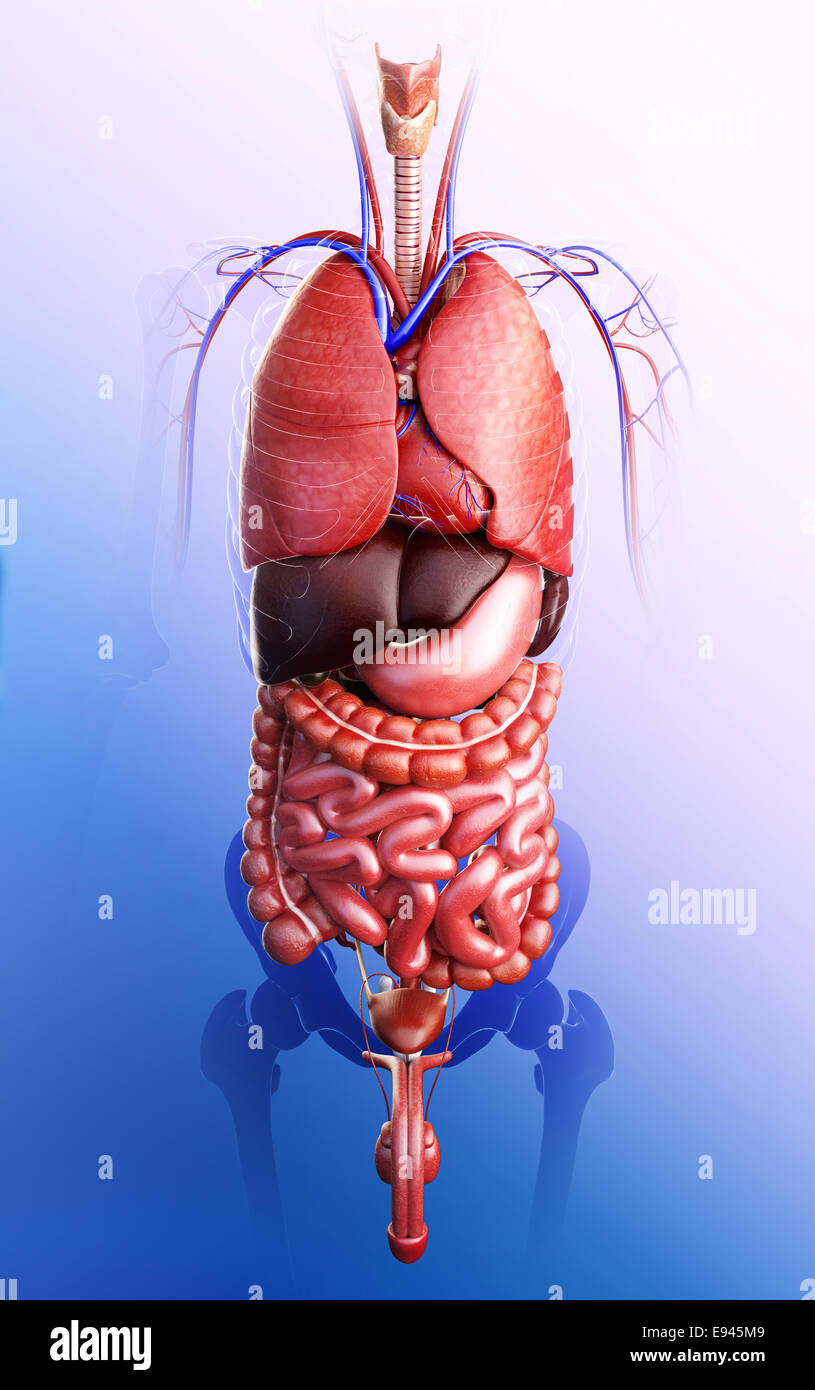 Male digestive system hi-res stock photography and images - Alamy
