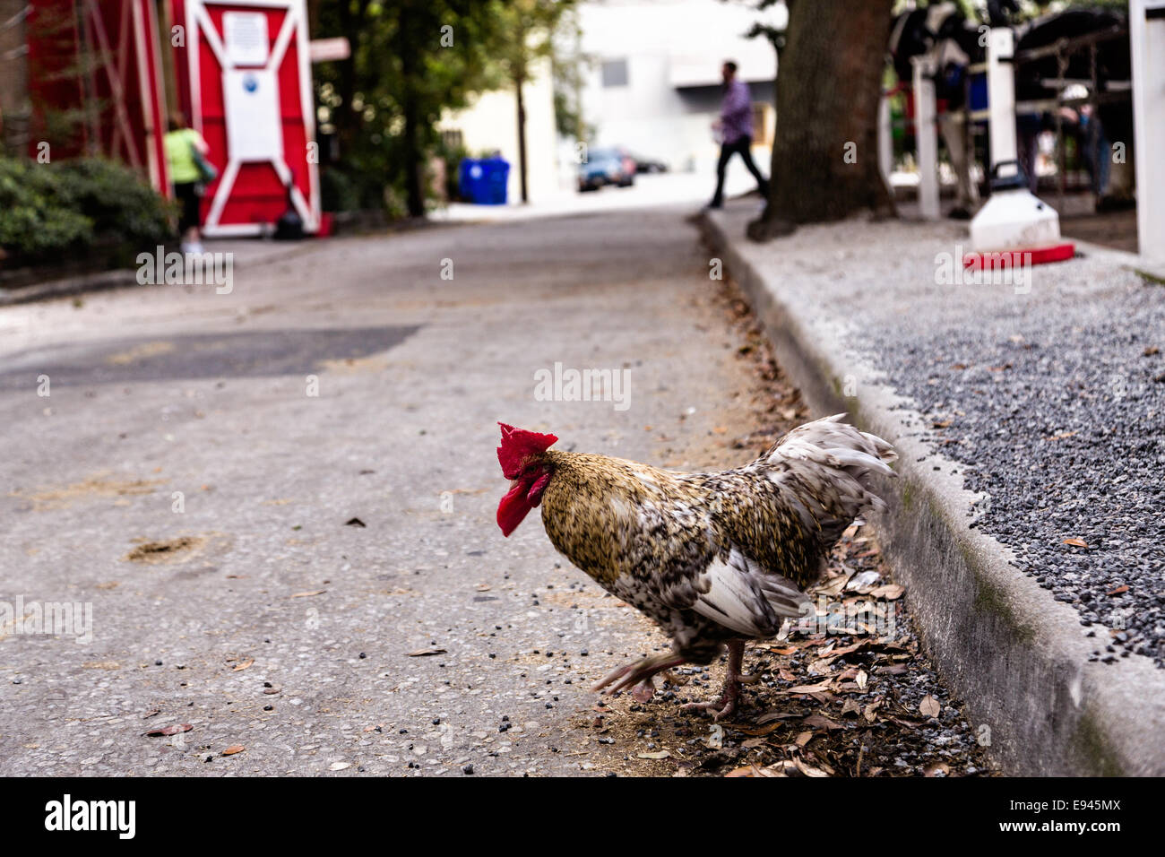 A chicken crosses the road at the Palmetto Carriage barn in historic ...