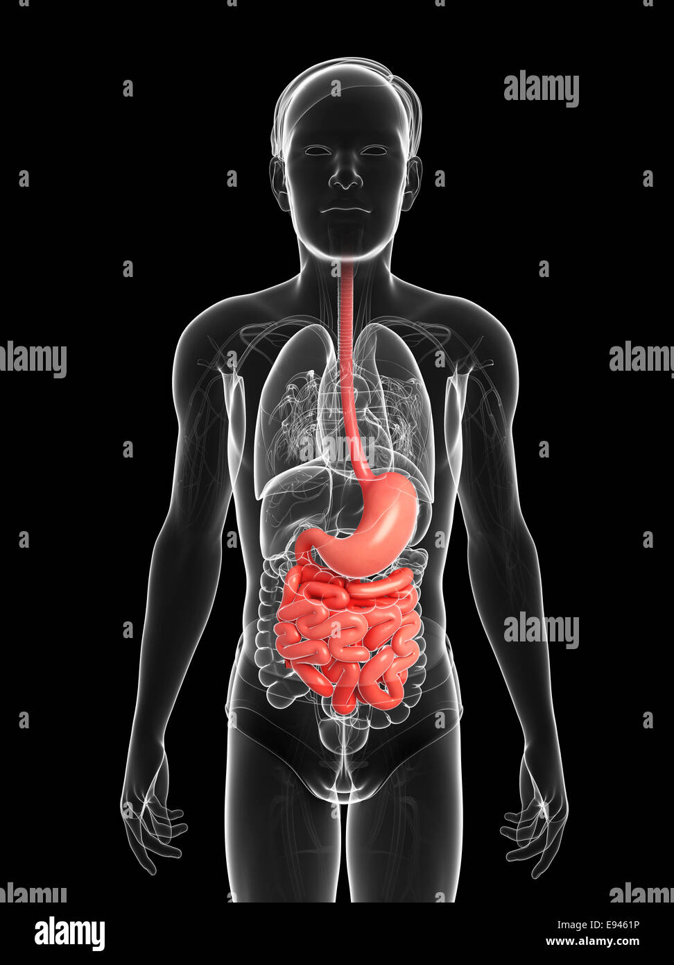Illustration of male small intestine anatomy Stock Photo - Alamy