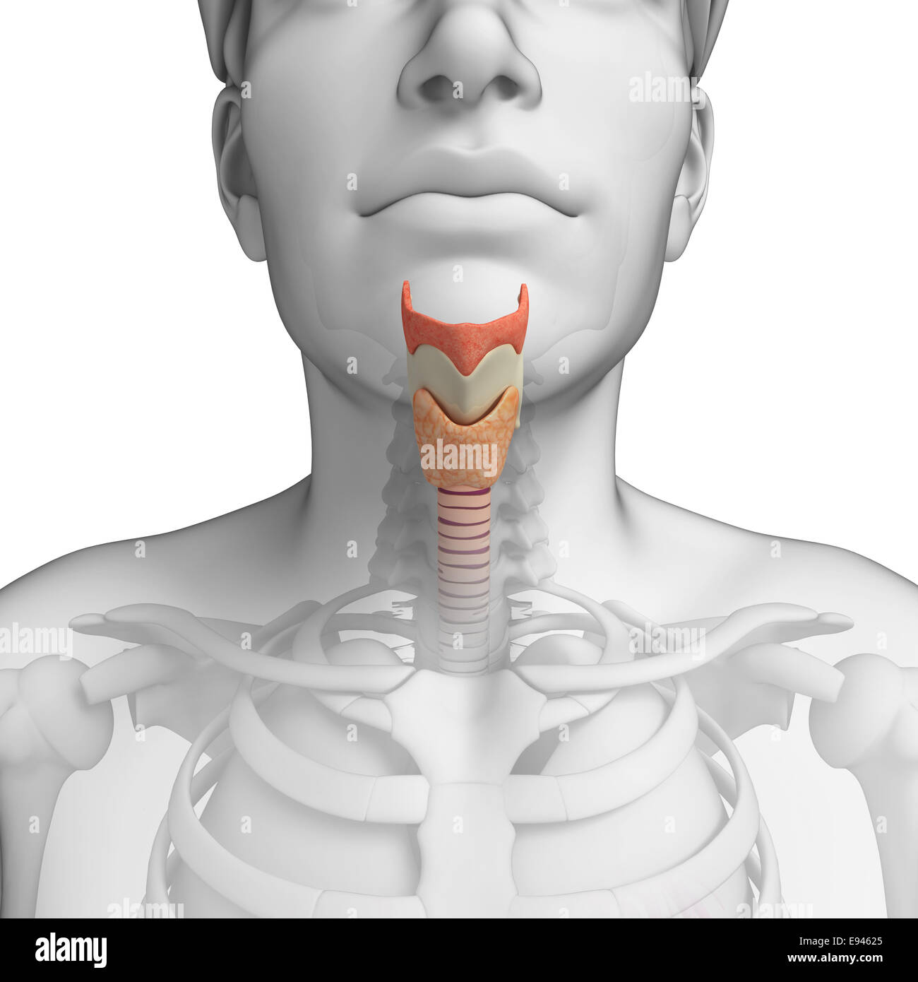 Hyoid bone hi-res stock photography and images - Alamy