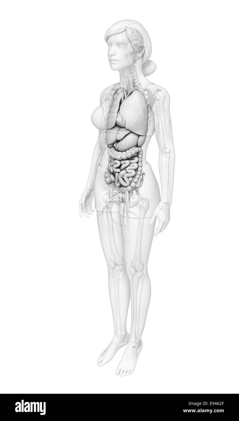 Illustration of female digestive system Stock Photo - Alamy