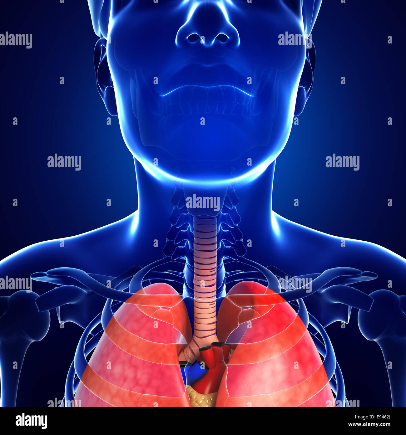 Illustration of male throat anatomy Stock Photo - Alamy