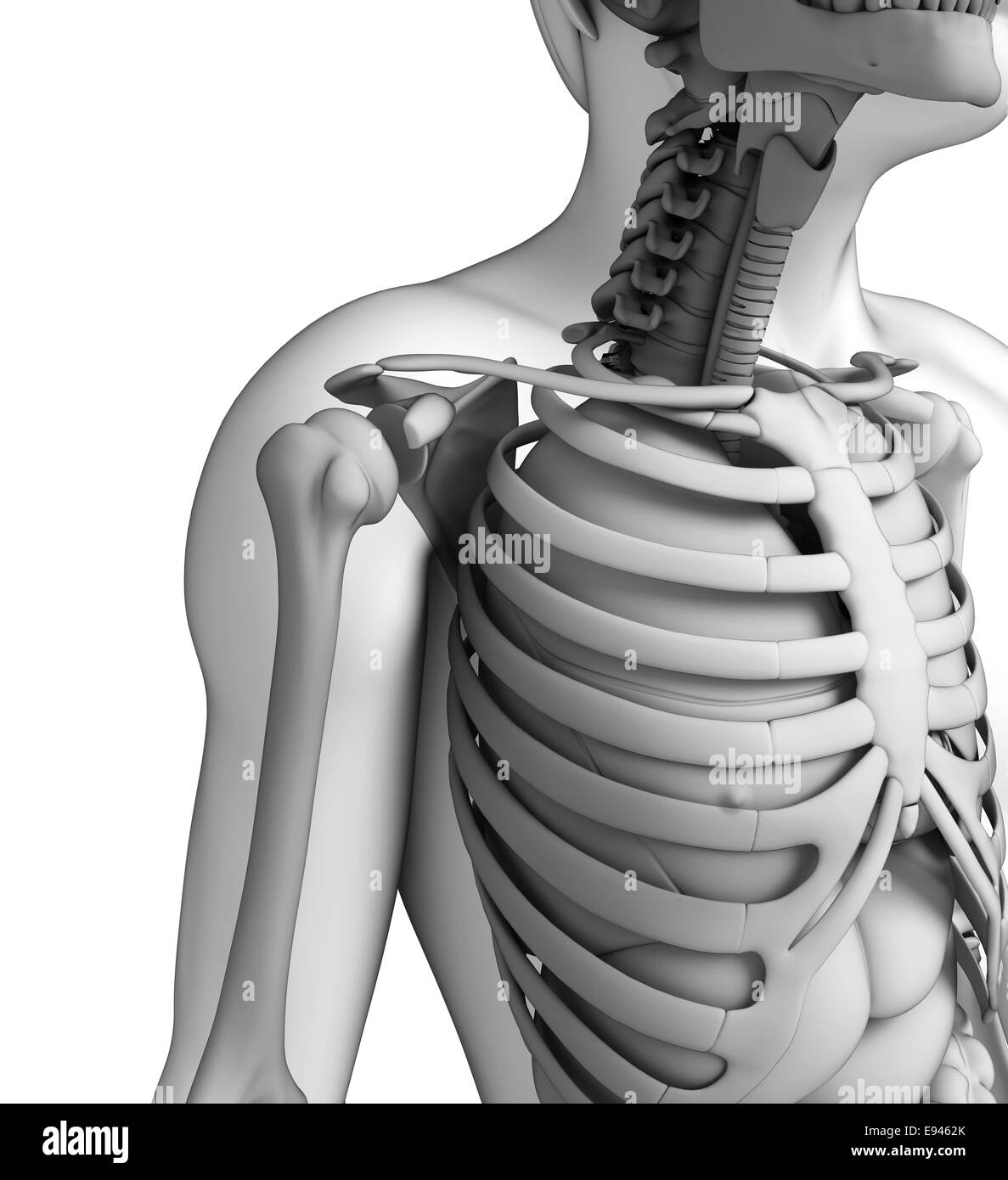 Illustration of human shoulder artwork Stock Photo - Alamy
