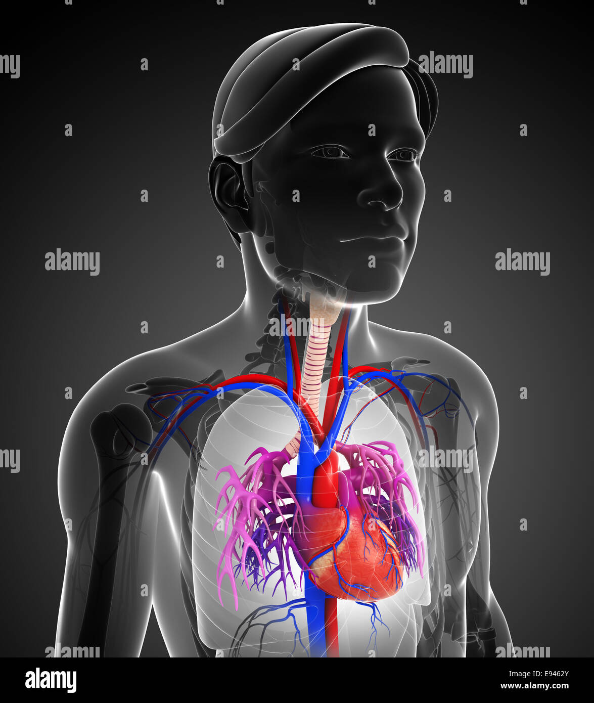 Illustration of Male heart anatomy Stock Photo - Alamy