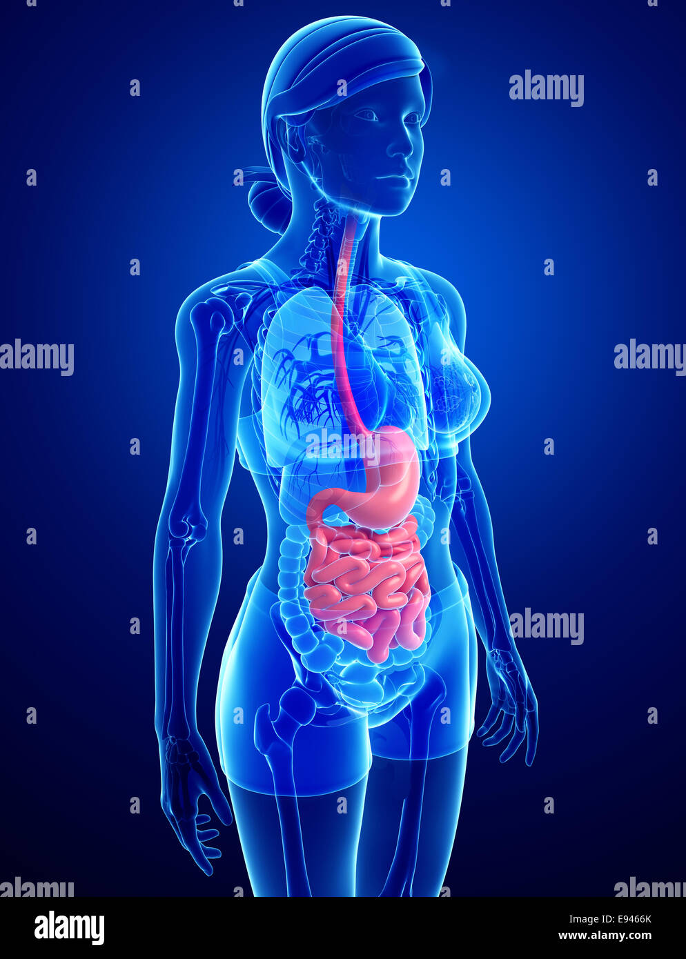 Illustration of female small intestine anatomy Stock Photo - Alamy