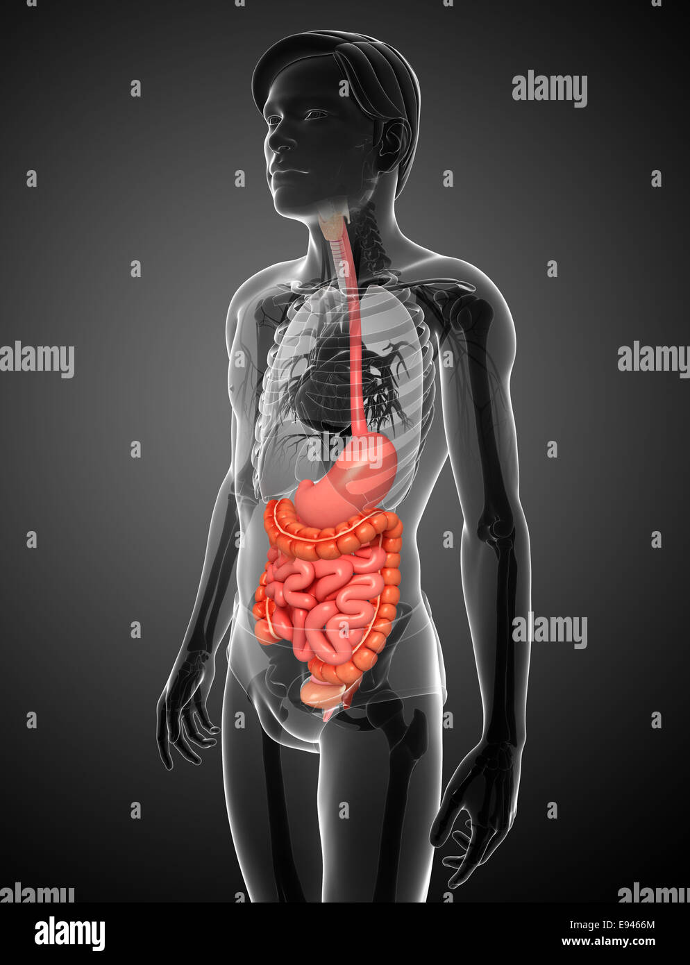 Illustration of male small intestine anatomy Stock Photo - Alamy