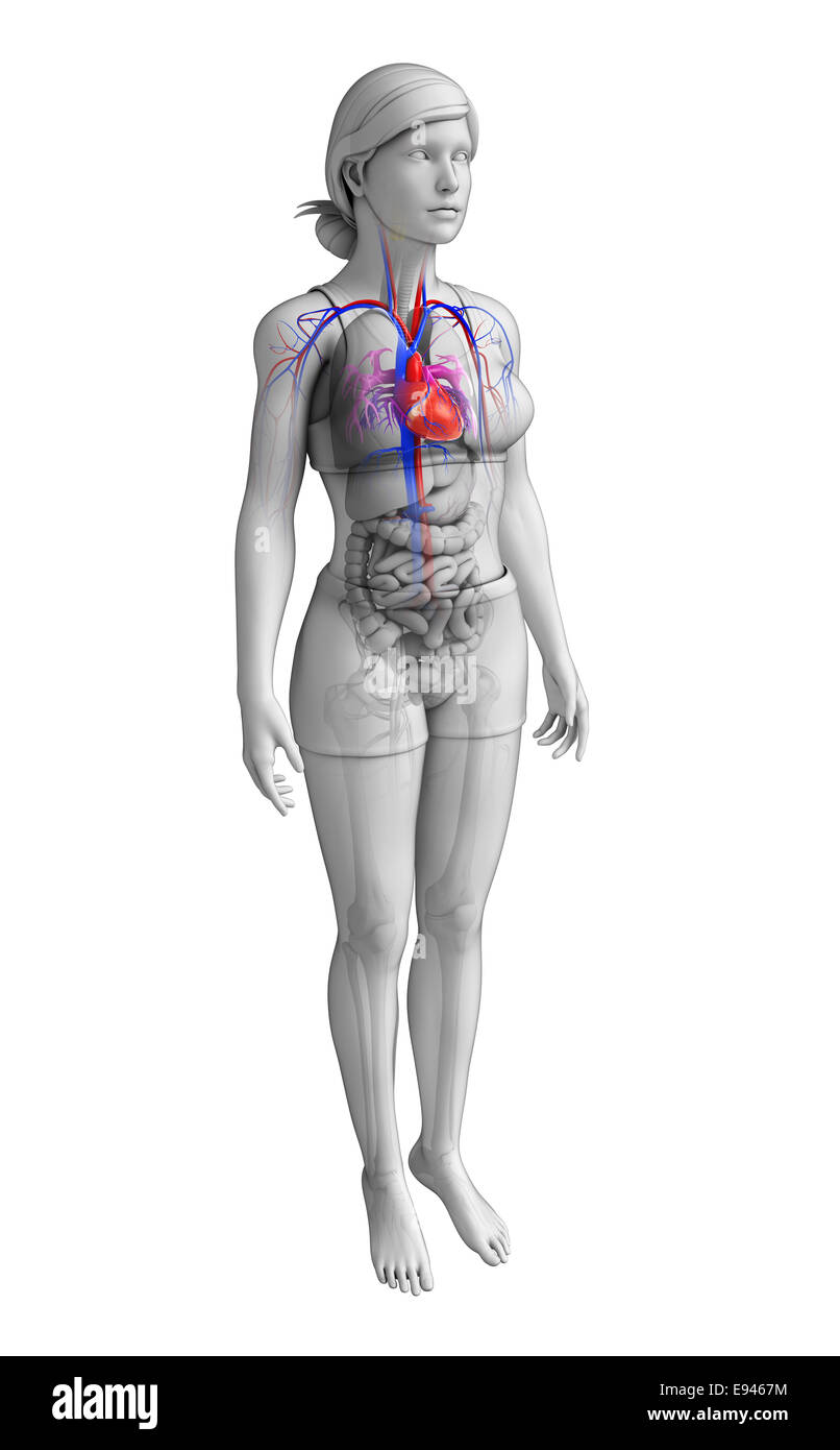 Illustration of Female heart anatomy Stock Photo - Alamy