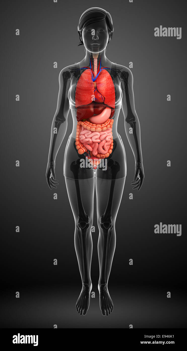 Illustration of female digestive system Stock Photo - Alamy