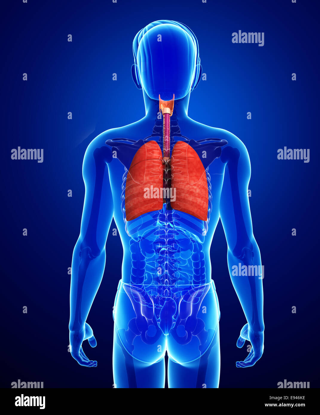 Heart lungs diaphragm organs hi-res stock photography and images - Alamy