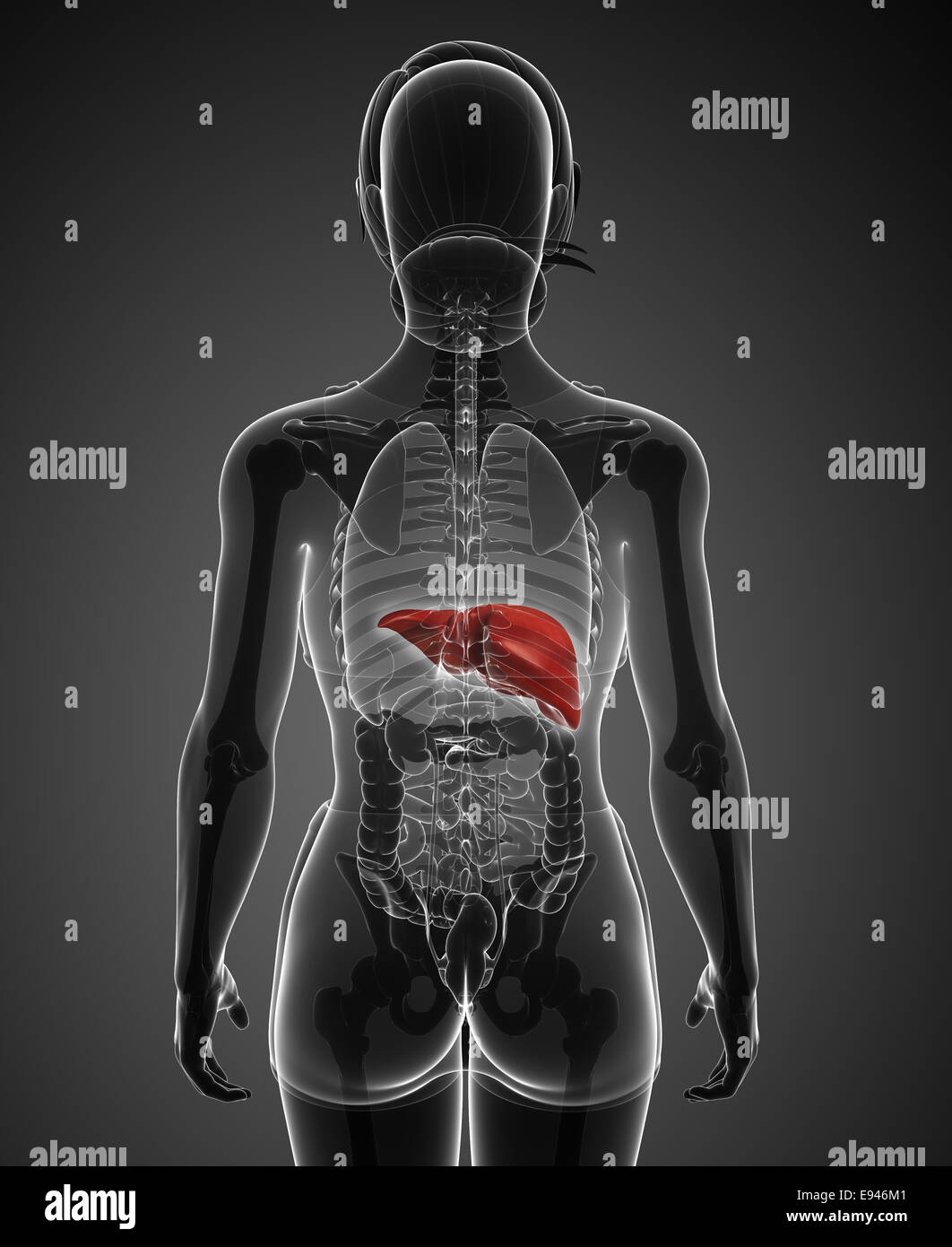Illustration of Female liver anatomy Stock Photo - Alamy