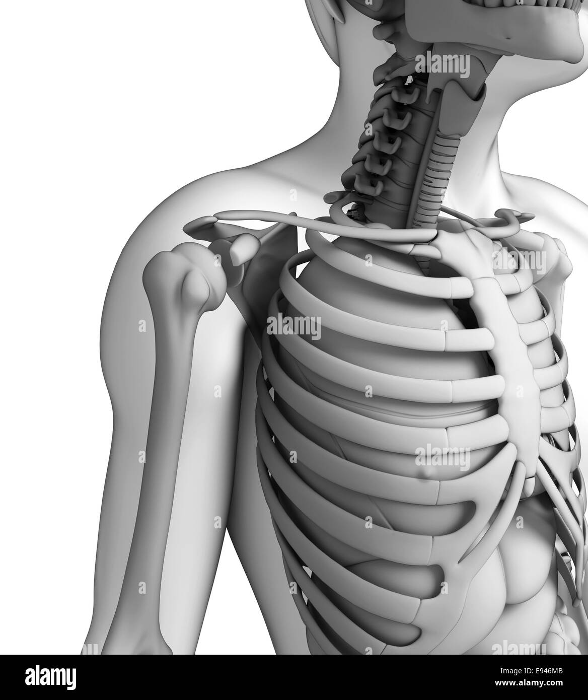 Hand anatomy artwork Black and White Stock Photos & Images - Alamy