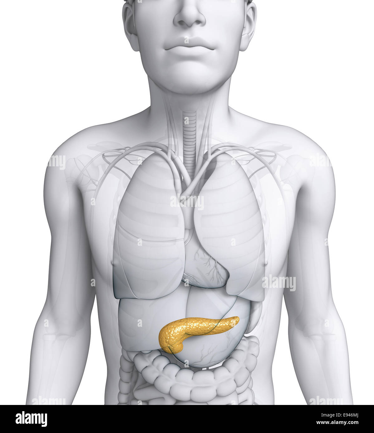 Illustration of male pancreas anatomy Stock Photo - Alamy