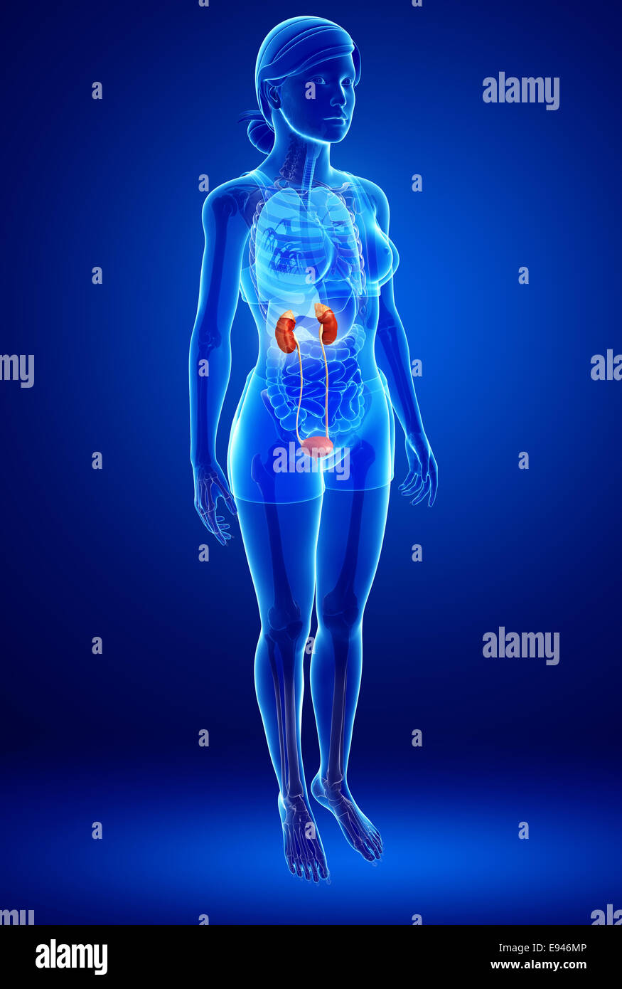 Female Urinary System Photo at Georgia Farber blog