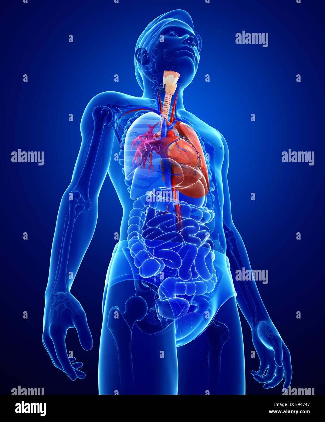 Illustration of human lungs anatomy Stock Photo - Alamy
