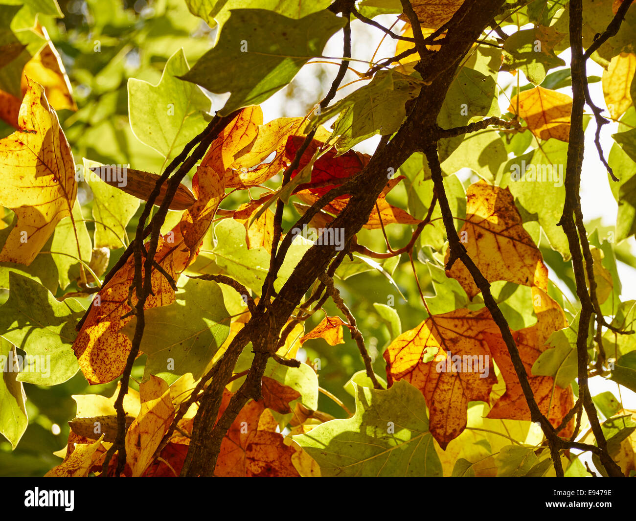 Fall Color, Italian Alps Stock Photo - Alamy