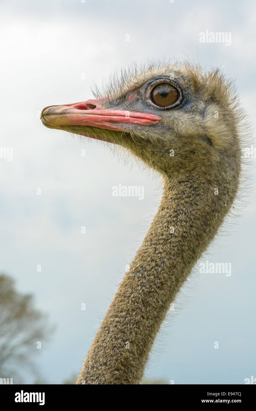 Portrait of a staring Ostrich Stock Photo - Alamy