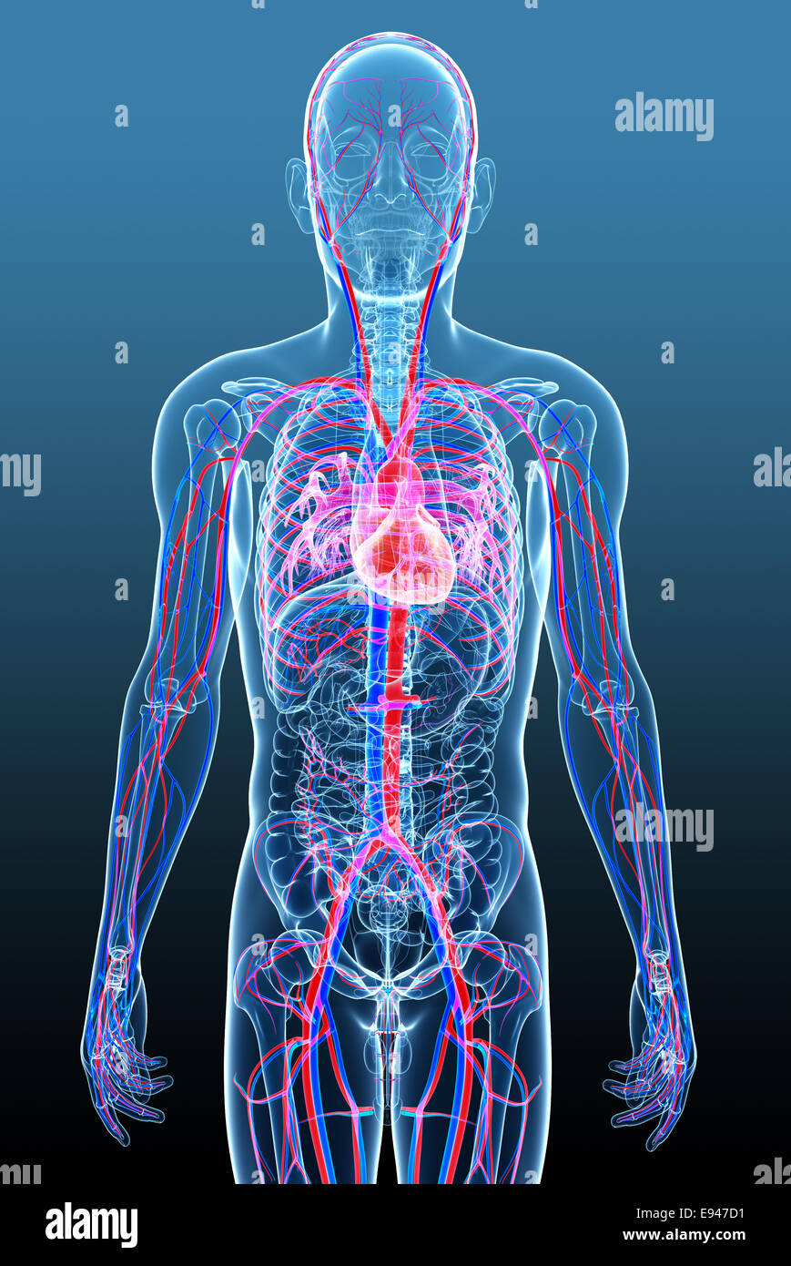 Circulatory system full body hi-res stock photography and images - Alamy