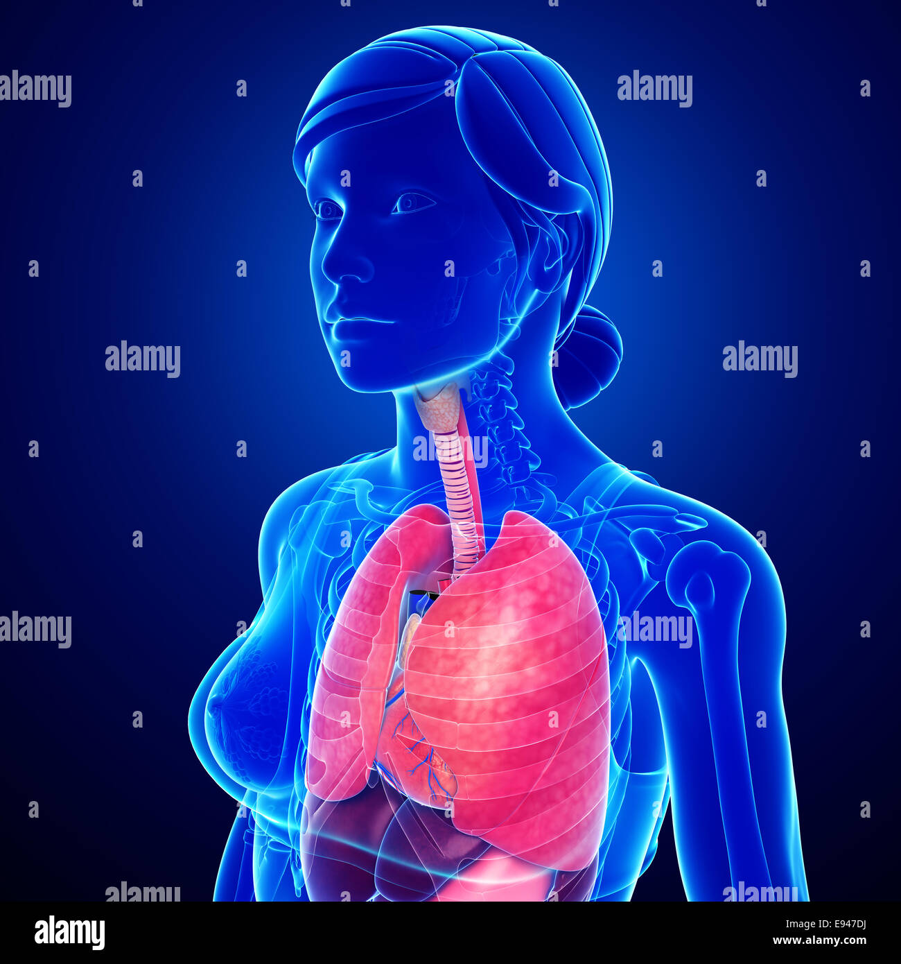 Illustration of female lungs anatomy Stock Photo - Alamy