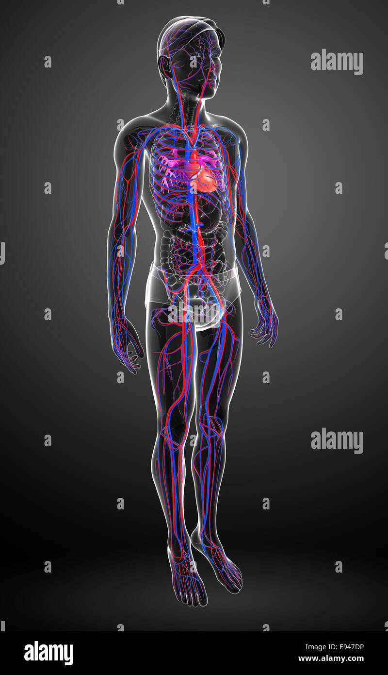 Illustration of Male circulatory system Stock Photo - Alamy