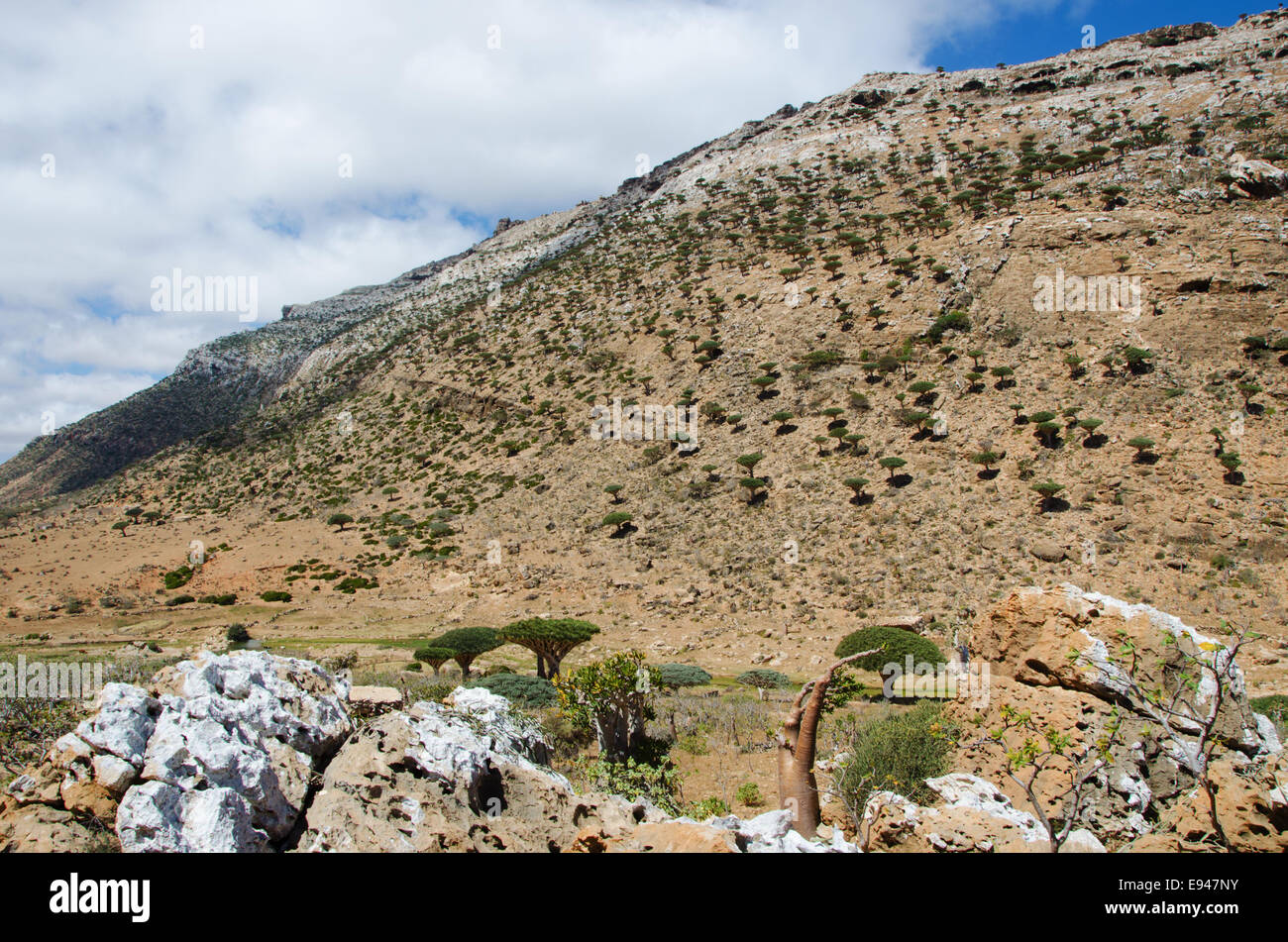 Socotra, overview of the Dragon Blood Trees forest in Homhil Plateau ...