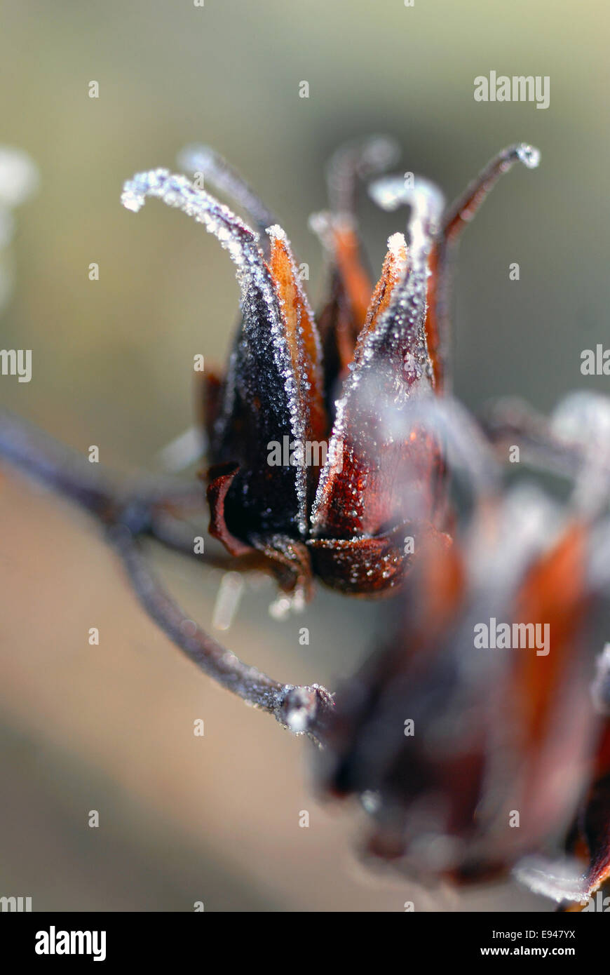 Bud laced with frost Stock Photo - Alamy
