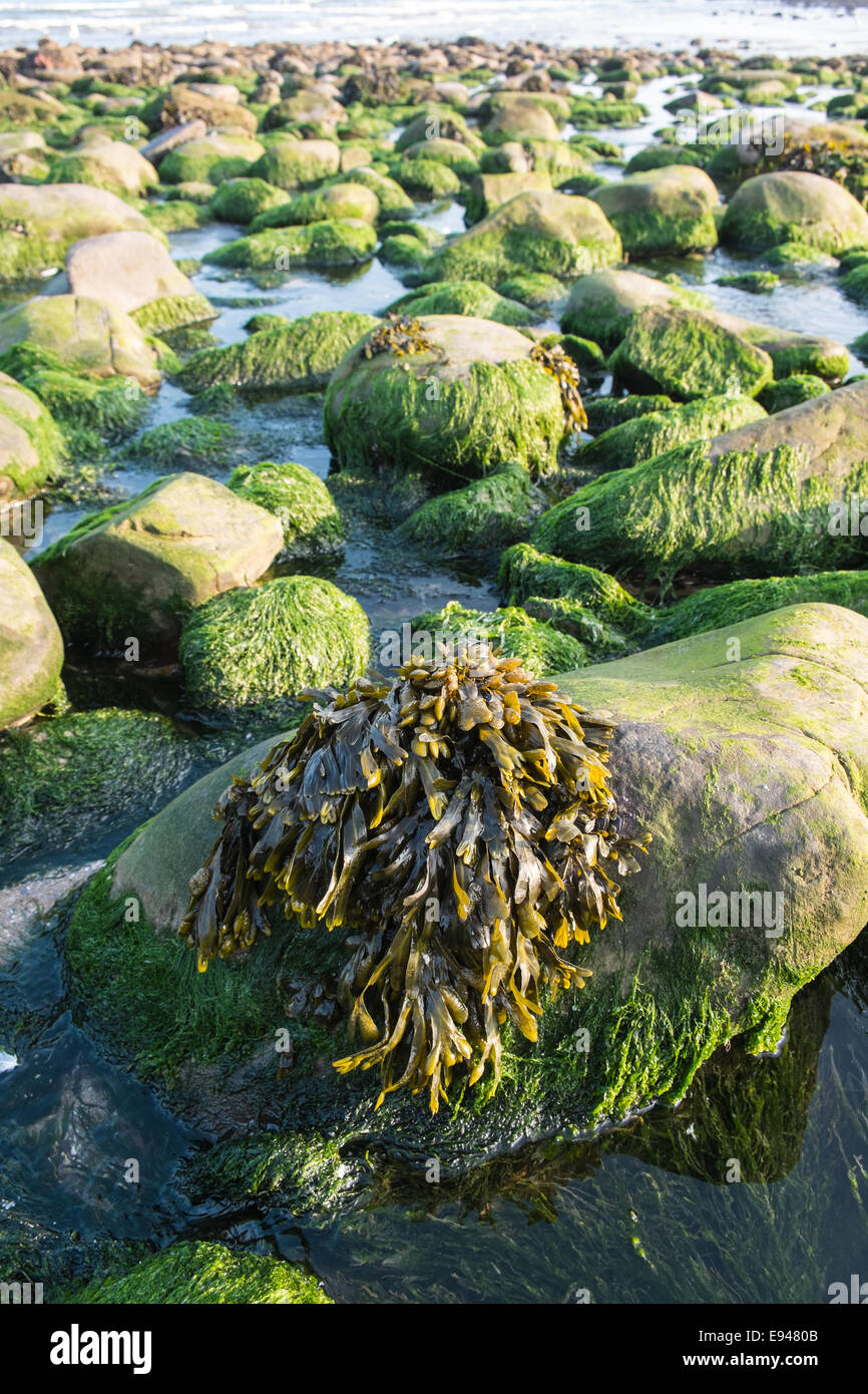 Seaweed on the rocks at the beach at Wiseman's Bridge, near Narbeth ...