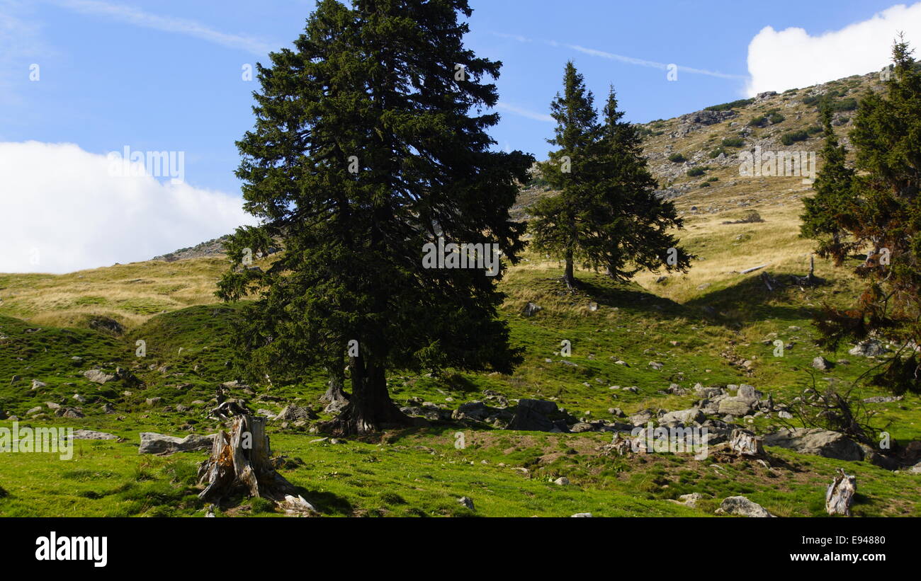 Coniferous and deciduous europe hi-res stock photography and images - Alamy
