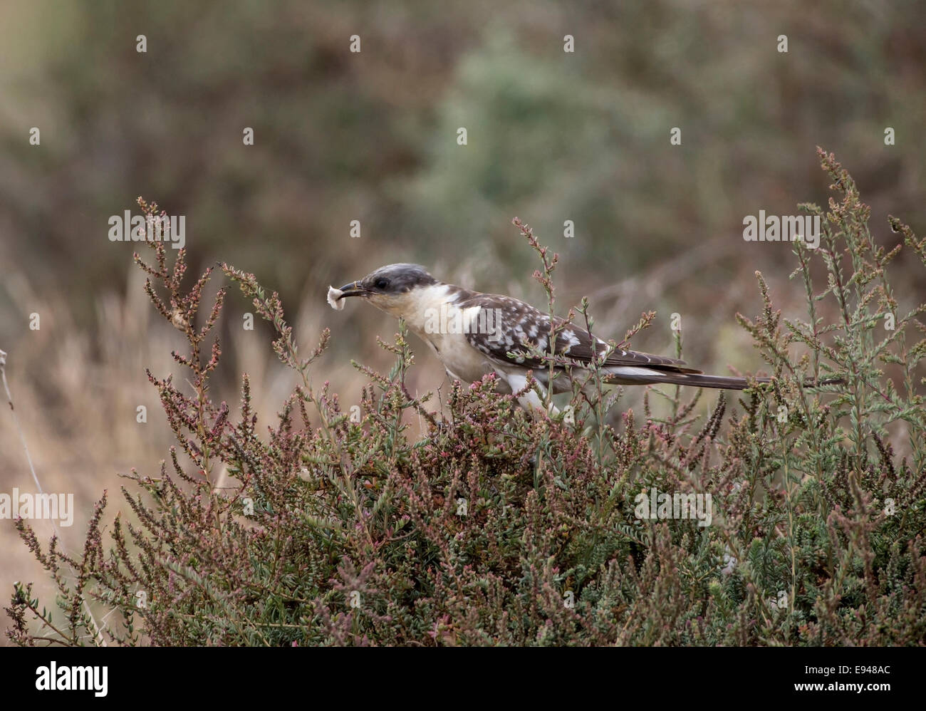 Great Spotted Cuckoo Clamator glandarius Akrotiri gravel pits Cyprus ...