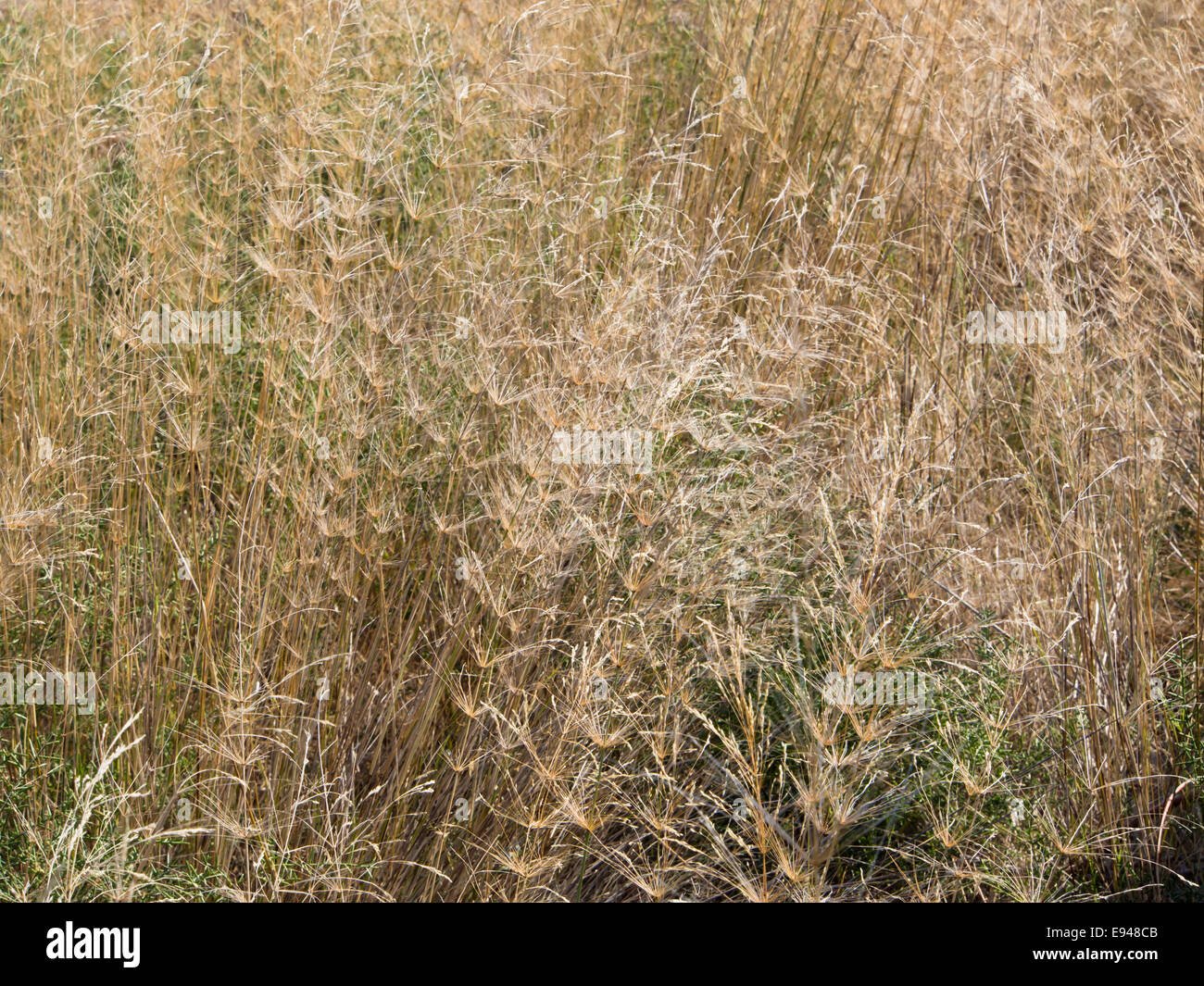 Irregular patterns of dry grass straw waving in the wind in a field in ...