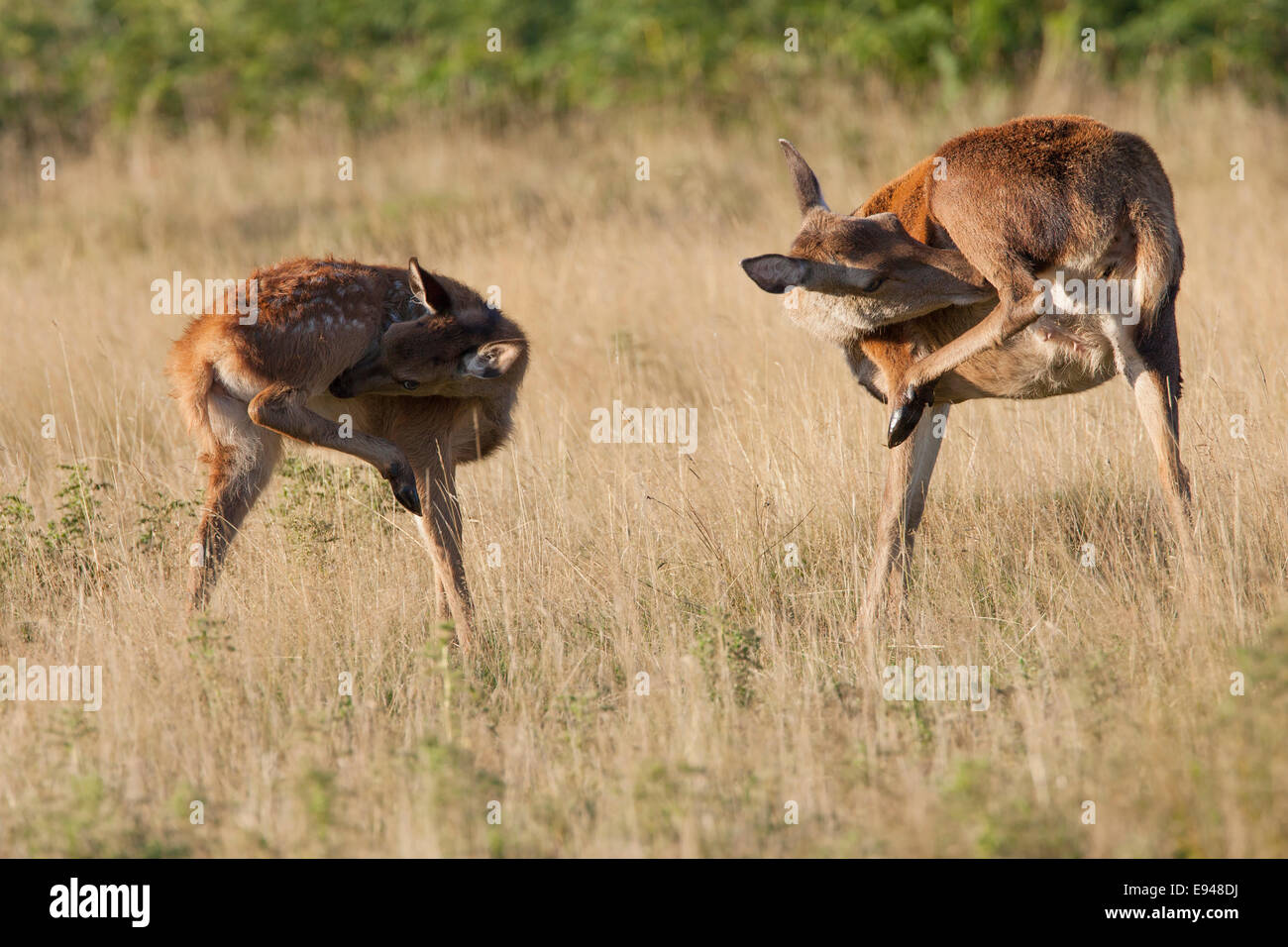 Young red deer, mirroring its mothers actions Stock Photo - Alamy